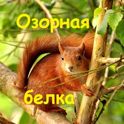 Озорная белка .mp4