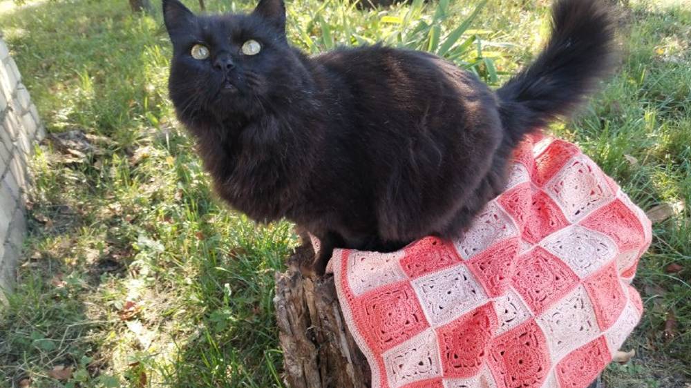 Вязовлог: довязала плед