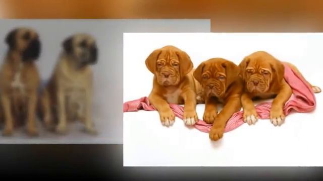 Бордоский дог 2016 ГОДА