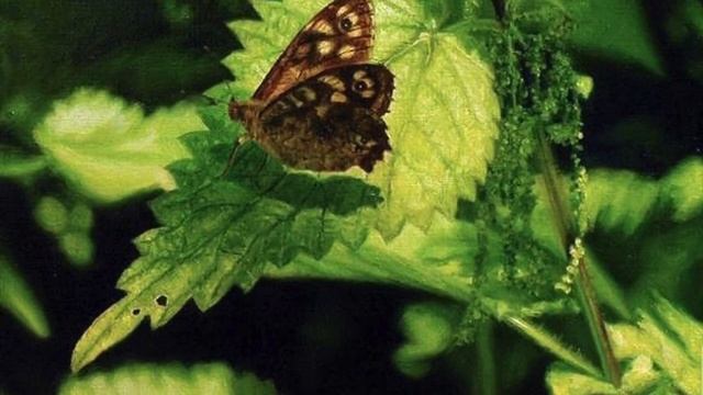 Целебные майские травы ?