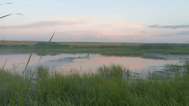 Охота на болотно-луговую, август 2024.mp4