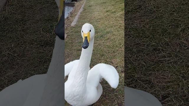 Я же лебедь, а не киска! Лебедь Гоша.  Санаторий Лаба.
