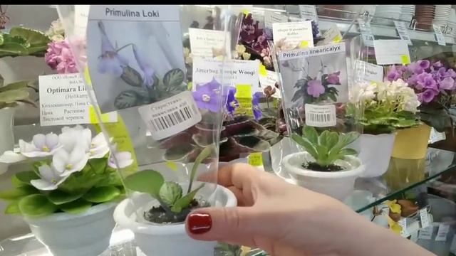 ХИРИТЫ Нины Старостенко в Доме Фиалки в Москве