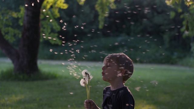 Одуванчики