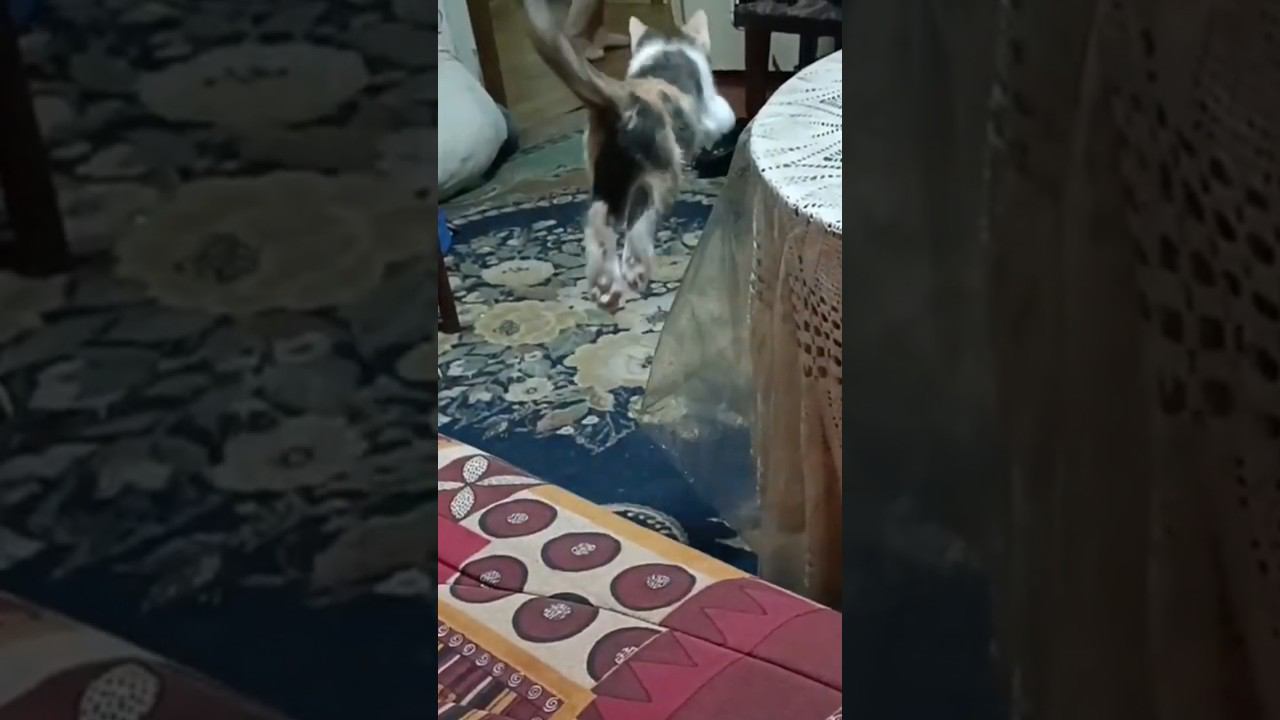 Муха полетела #котенок #котёнок #кошка #кошки #котики