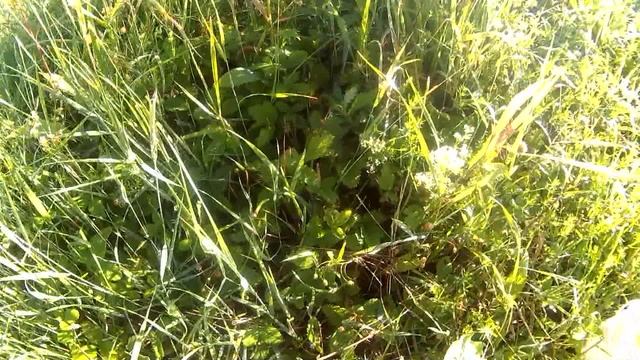 Лесная земляника.mpg