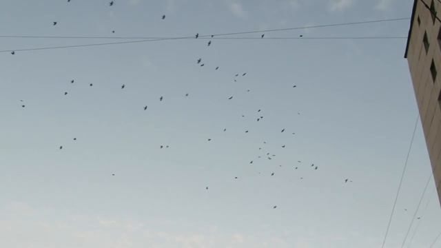 Летят перелётные птицы.