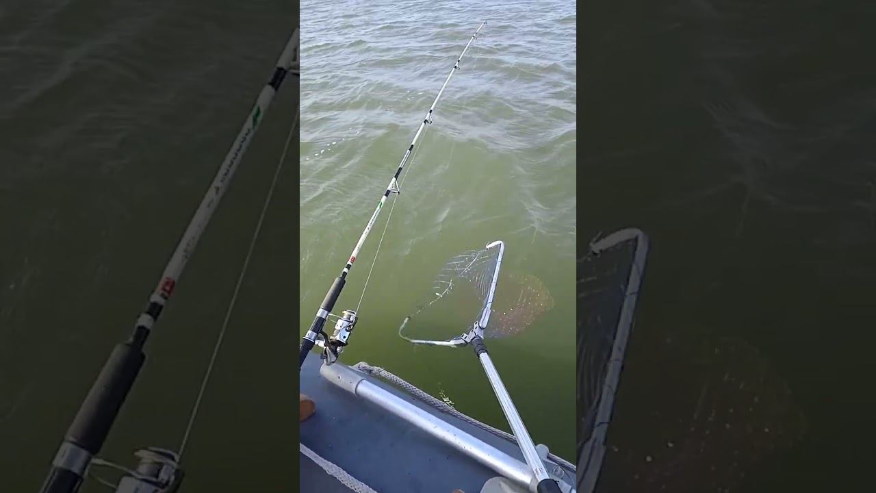 Сазан 5 ноября.Где то около Ростова.