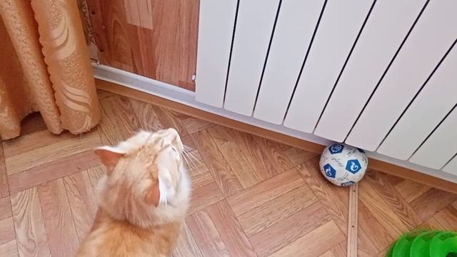 Чешу рыжего кота Барсика