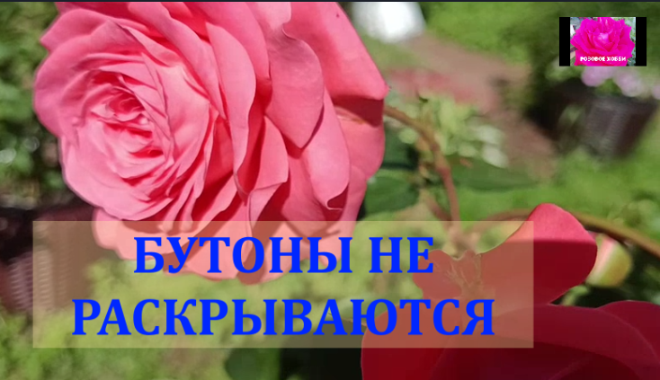 РОЗА НЕ РАСКРЫВАЕТ БУТОНЫ. ЧТО ДЕЛАТЬ?