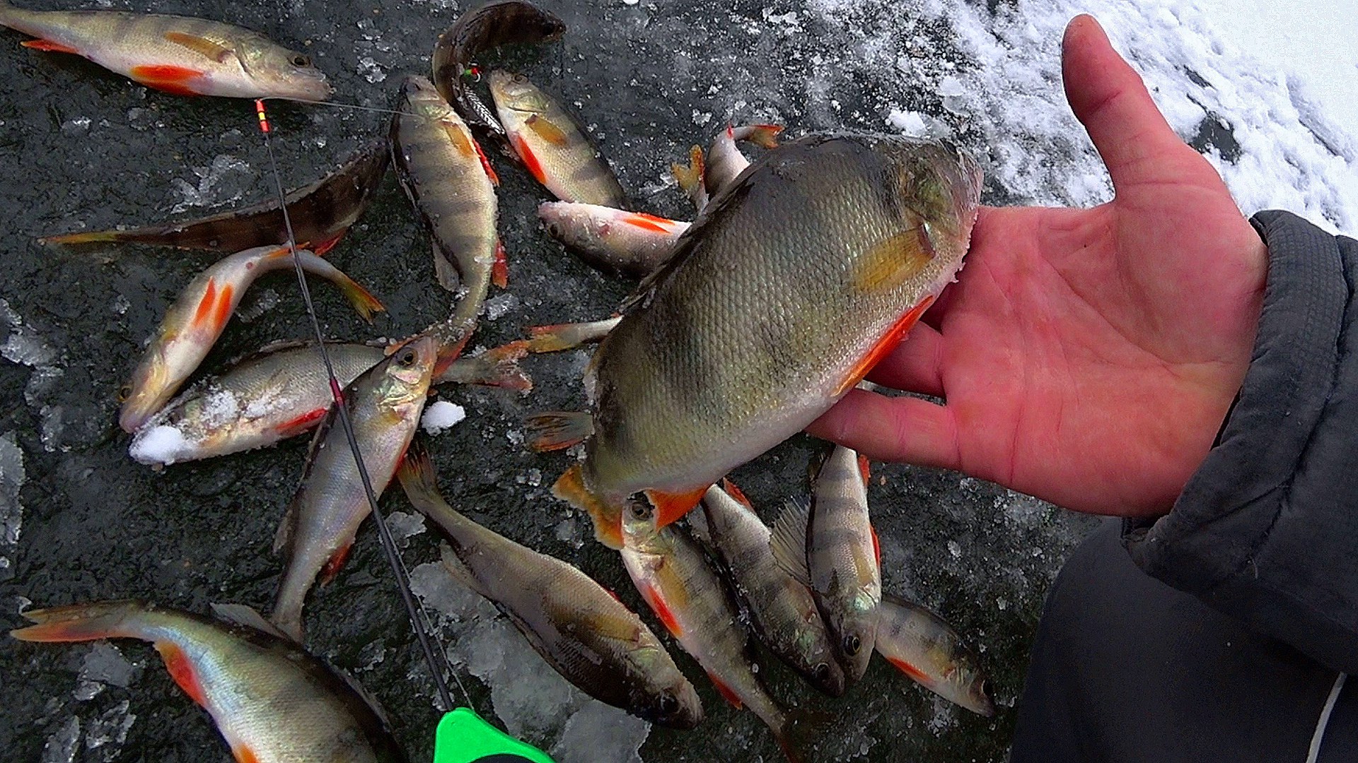 ЭТО ЖОР КАКОЙ ТО! ПЕРВЫЕ ВЫШЛИ на ПЕРВЫЙ ЛЁД и НАЛОВИЛИ