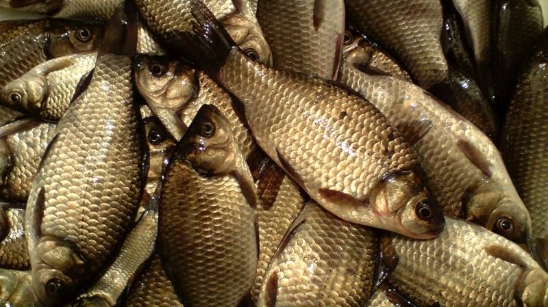 Отличная насадка для белой рыбы.