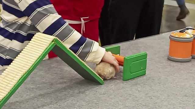 Зоошоу-2024
Крысье аджилити