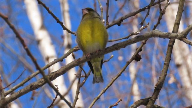Зеленушка-#1, Крылатское