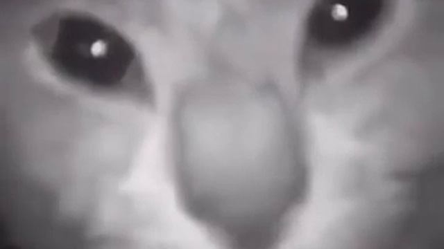 ШОК!!! ПОСЛЕДНИЕ МИНУТЫ ЖИЗНИ КОЛБАСЫ!!!