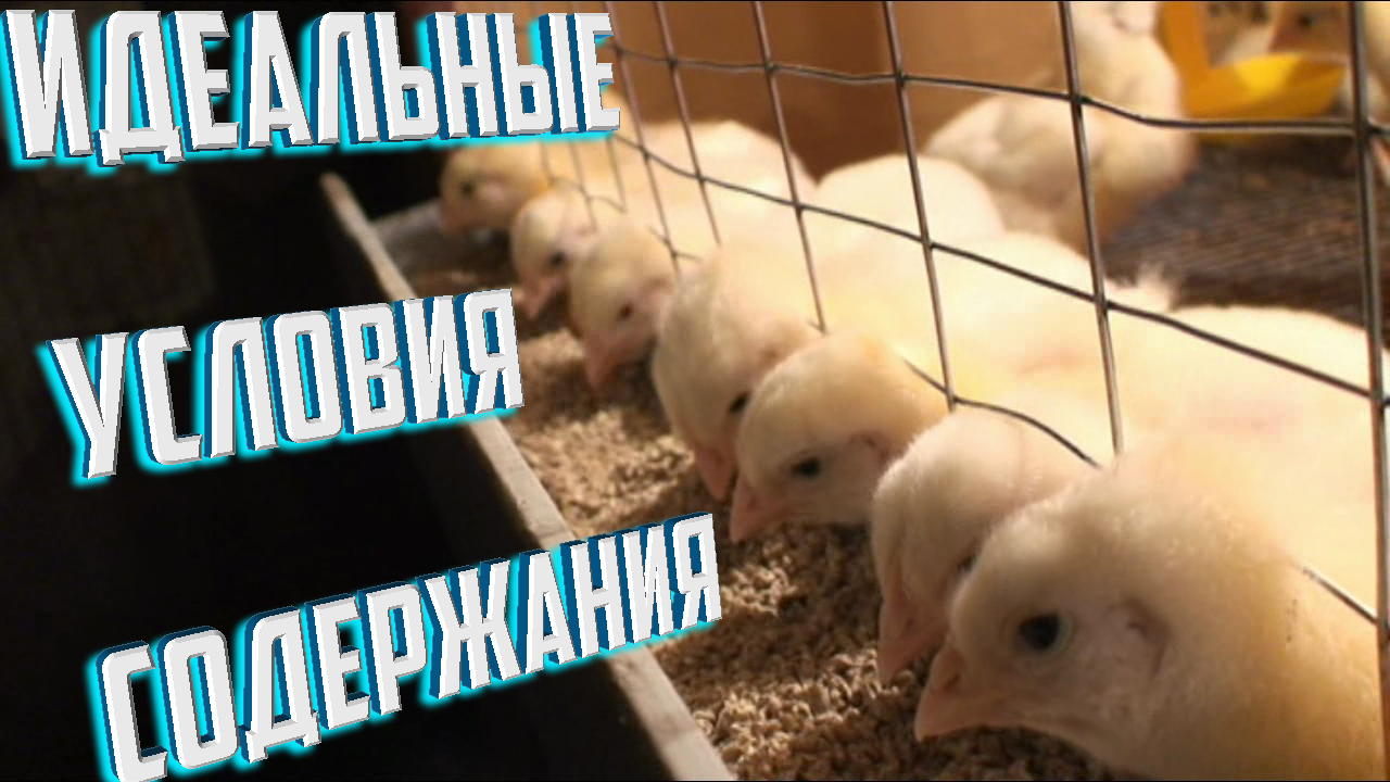 Бройлеры РОСС 308 7 Дней. Выращивание Бройлеров В Домашних Условиях.