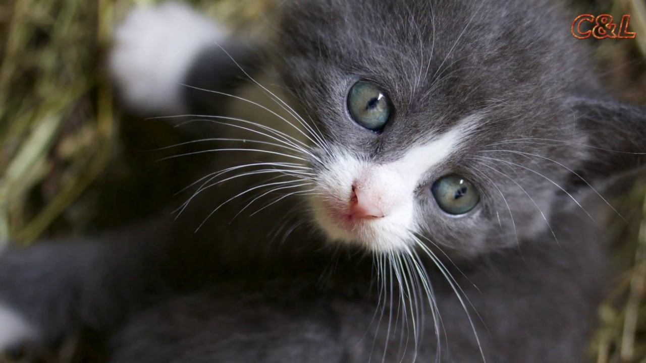 Домашние животные в белорусской деревне Снимаем контент для микростоков и фотобанков