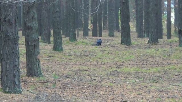 Чёрный ворон, мухоморы.