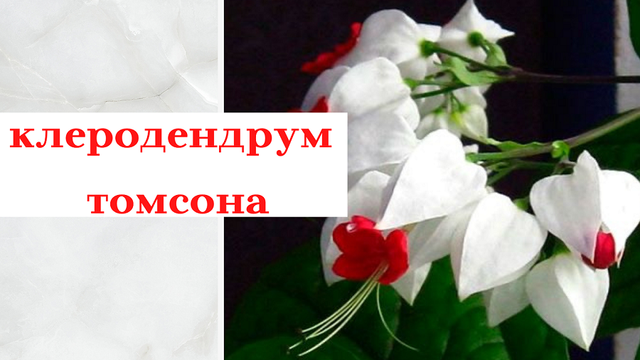 КЛЕРОДЕНДРУМ  ТОМСОНА. Уход в домашних условиях. Обрезка цветка. Размножение