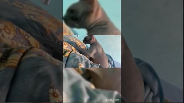 Сима шортс ВСЕ РОВНО ОБЫЧНОЕ УТРО