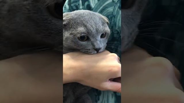 Когда хотелось «кусь», а не разрешили