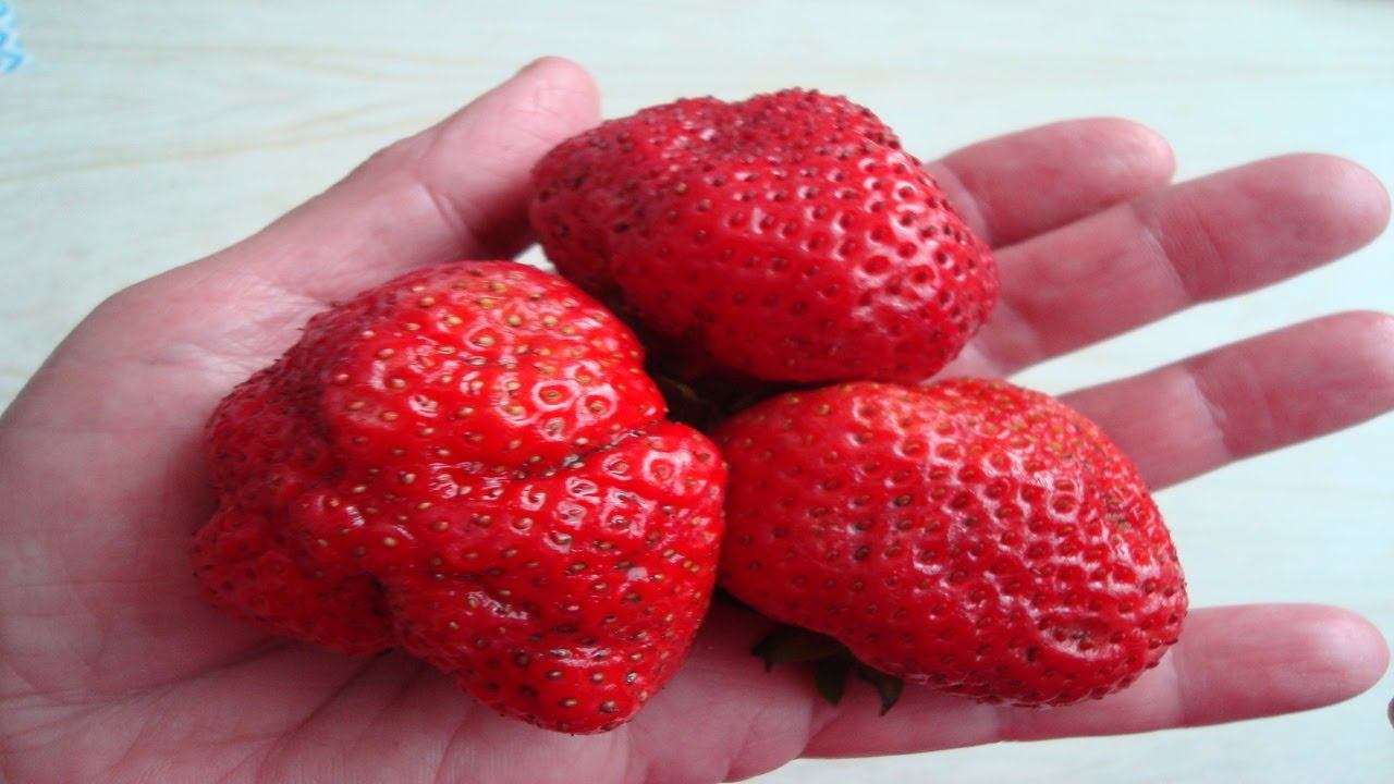 ВЫСОКОУРОЖАЙНАЯ КРУПНОПЛОДНАЯ И БЕСПРОБЛЕМНАЯ РЕМОНТАНТНАЯ ЗЕМЛЯНИКА НАГАОКО