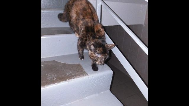 Зачем я делаю прививки своим кошкам?