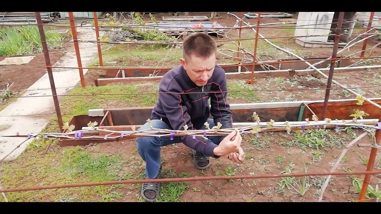 Нормировка винограда зелеными побегами