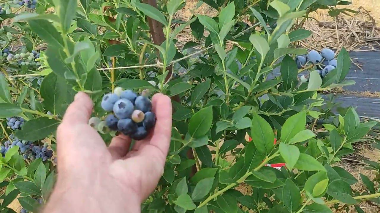 Голубика Река 29.06.23