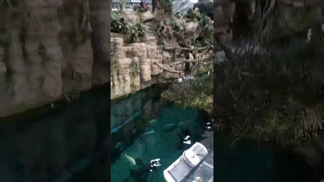 Птички поют, рыбы плавают... Красота...