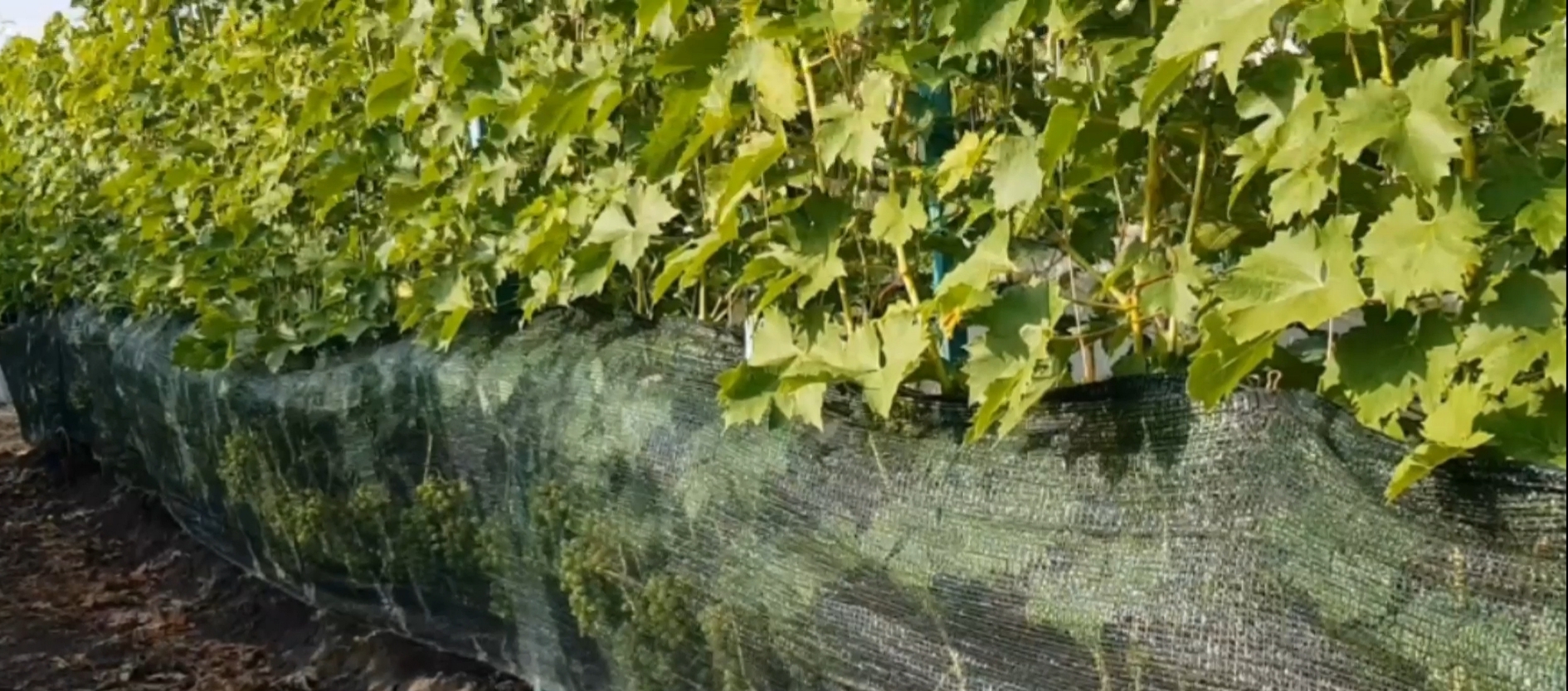 Затенение винограда от солнечных ожогов.