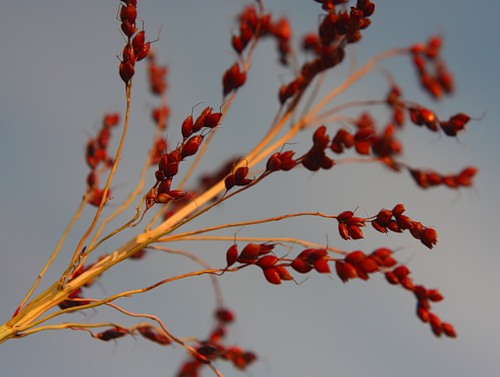 Ольга Сергеева "А мы просо сеяли..."