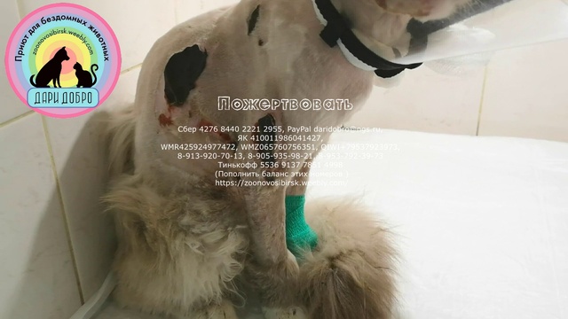 Кот Пират получил прозвище Терминатор Спасение животных в Новосибирске cat rescue