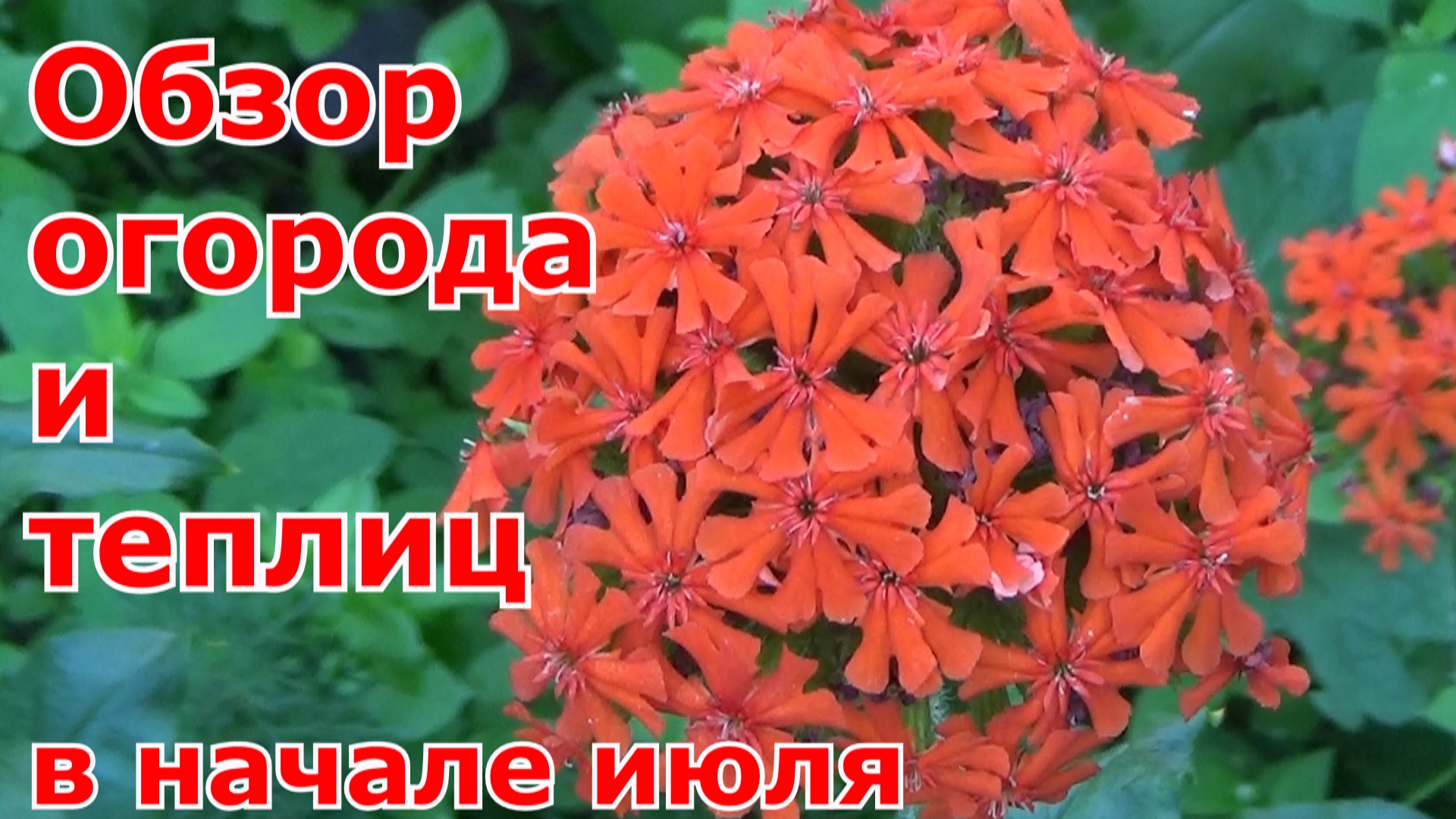 Обзор моего огорода, сада и теплиц на 12.07.21. Подмосковье. Огородные планы на ближайшие дни.