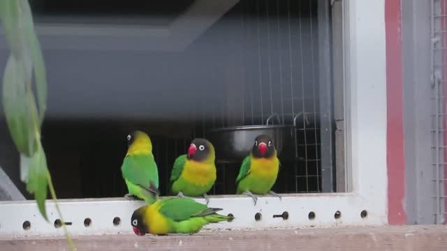 Город вольных попугаев-неразлучников. Сачком не ловить. Свободу попугаям! Симферополь,Крым.(2020-03)