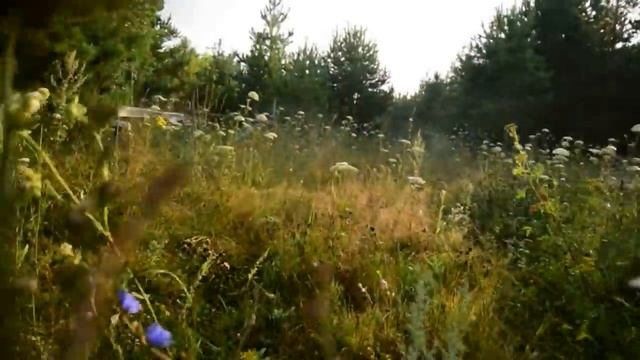 Деревенька моя. ПРИРОДА ● my MEDITATION.
