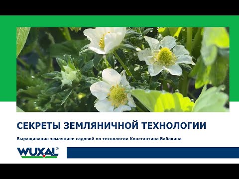 Секреты выращивания земляники/Выращивание земляники/Сорта земляники