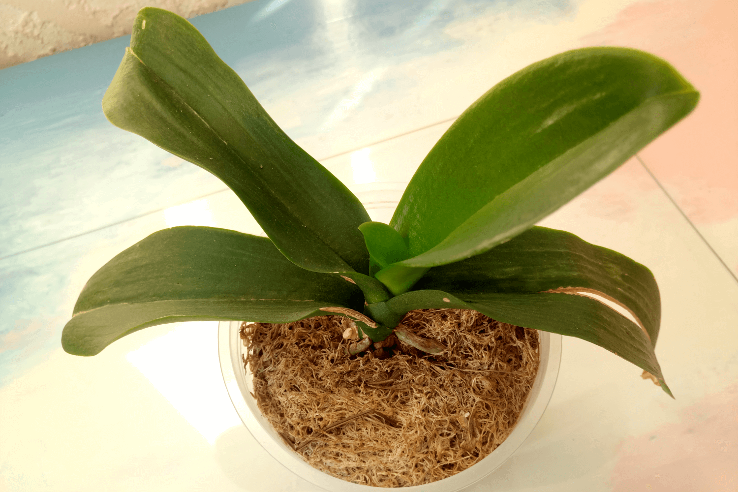 Реанимация орхидеи фаленопсиса от А до Я. Все тонкости и нюансы