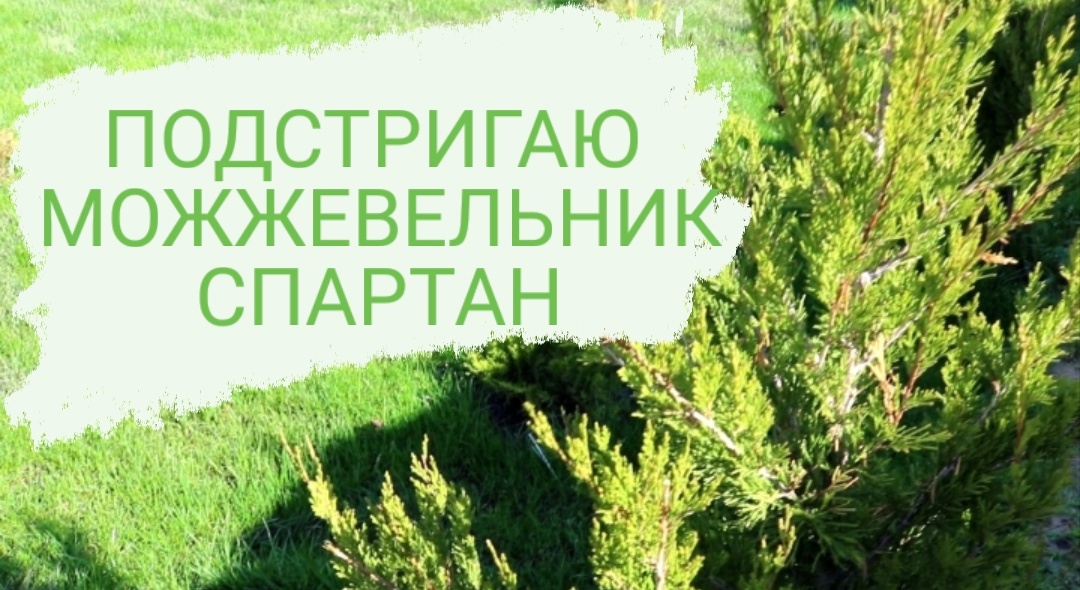ПОДСТРИГАЮ МОЖЖЕВЕЛЬНИК СПАРТАН?