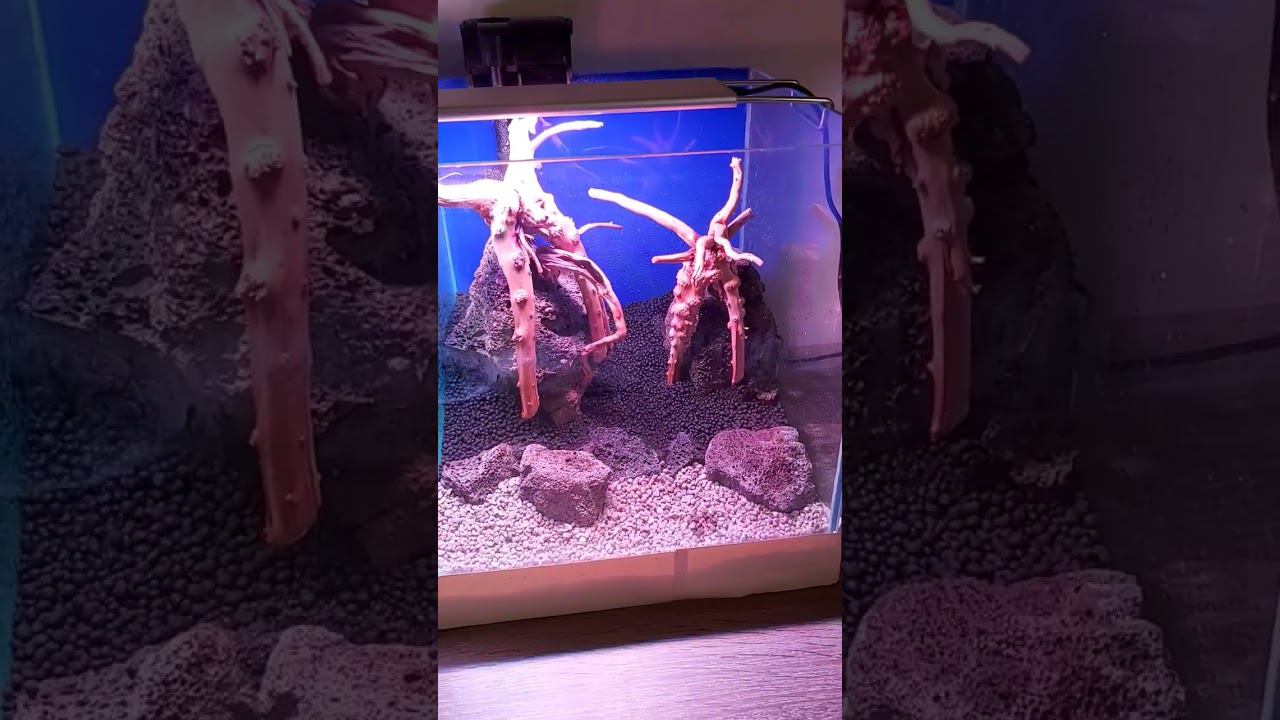 Готовлю #аквариум к запуску. #Хардскейп. #аквариумдома #акваскейп #аквариумистика