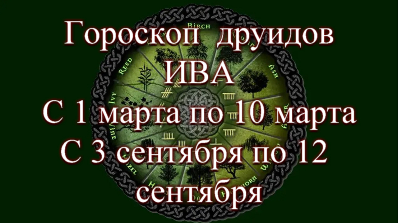 Гороскоп друидов. Ива