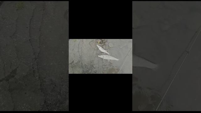 Ловля красноперки на воблер 80 мм (13 гр) от Mr. Musurok