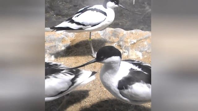 Птицы. Московский зоопарк