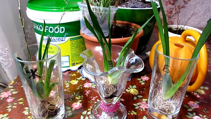 Мои новинки. Онцидиум Твинкль. My new items. Oncideum Twinkle.mp4