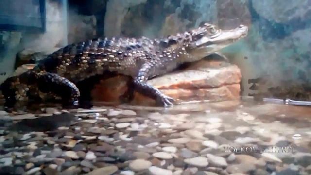 Рептилии (Московский зоопарк)