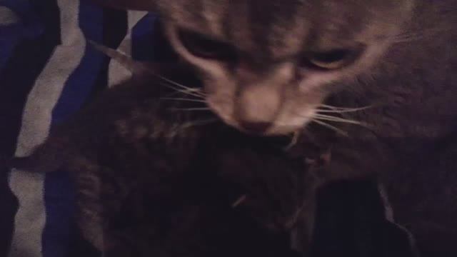 Кошка и котята