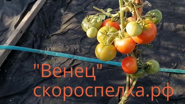 Томат для открытого грунта, сорт "Венец", скороспелый. Семена http://скороспелка.рф/product/355/.