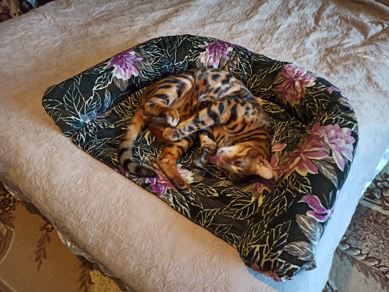 Как мы сделали лежанку-диван для бенгальского кота.