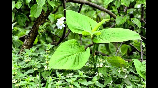 Библия. 41-07. Книга пророка Амоса (07). Такое видение открыл мне Господь Бог.