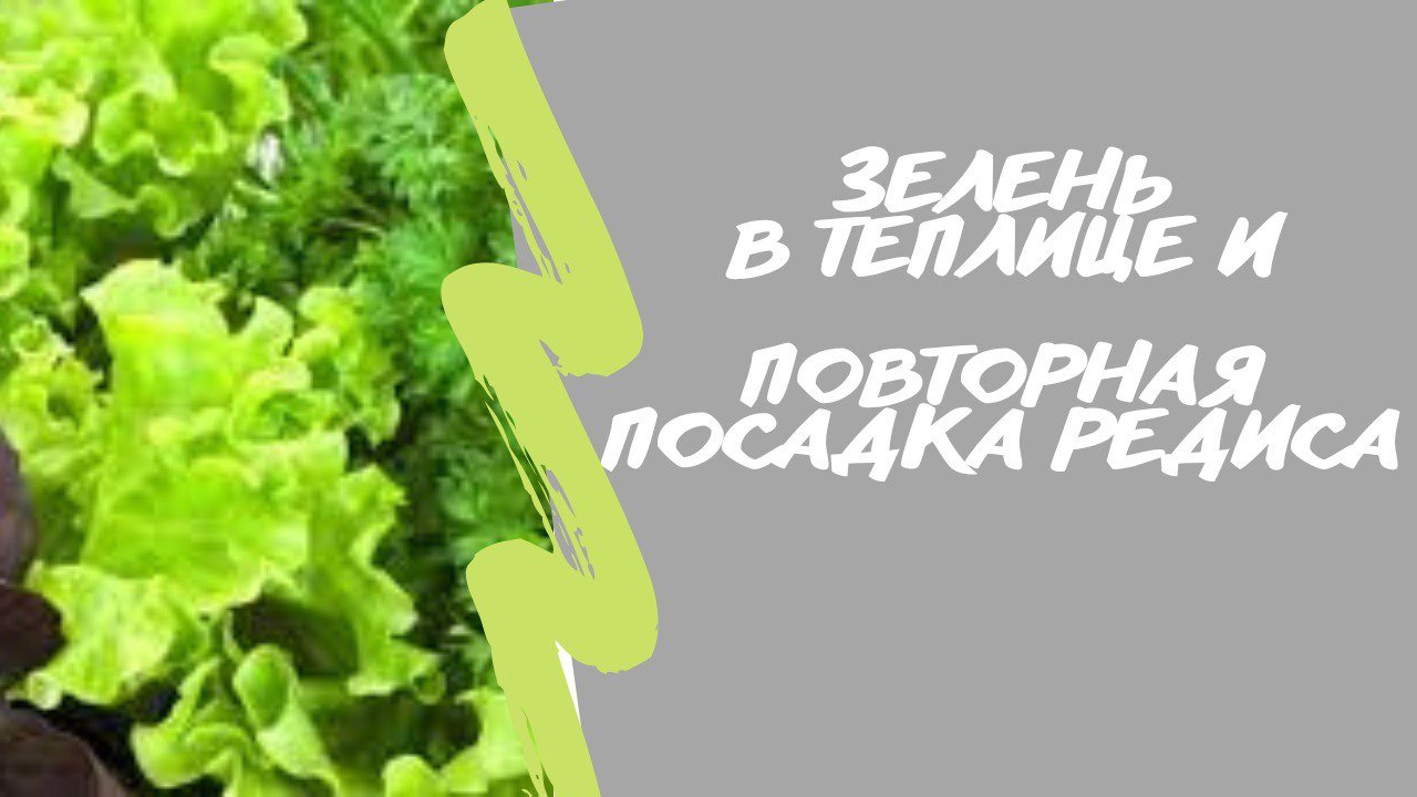 Зелень в теплице и повторная посадка редиса?